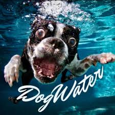 Dogwater64 | Questionable Questing